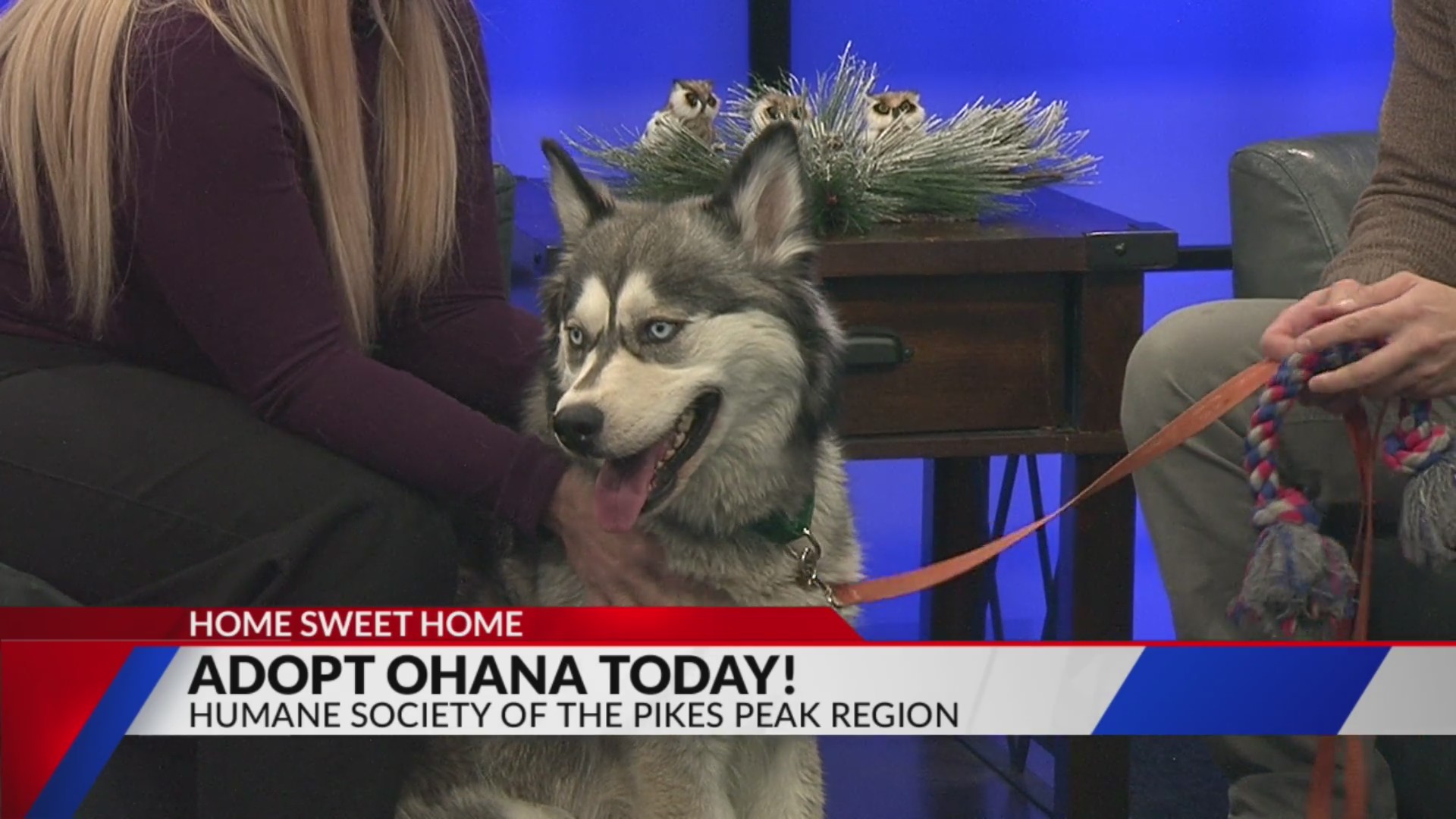 Home sweet home: Meet Ohana