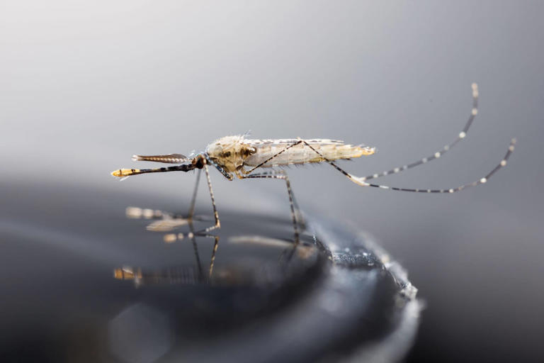 Climate change and extreme weather events threats to African malaria ...