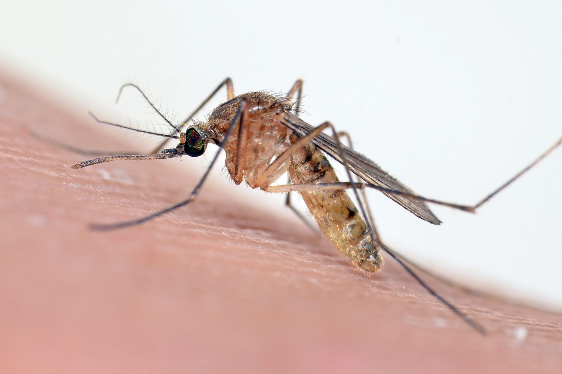Eine Studie erklärt, warum Moskitos verstärkt menschliches Blut suchen