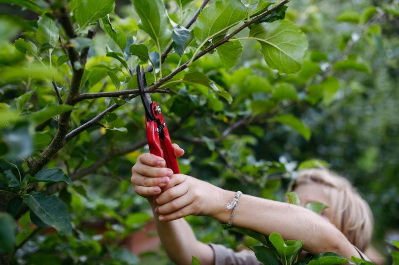 Garden plants to never prune in January or risk wiping out summer blooms
