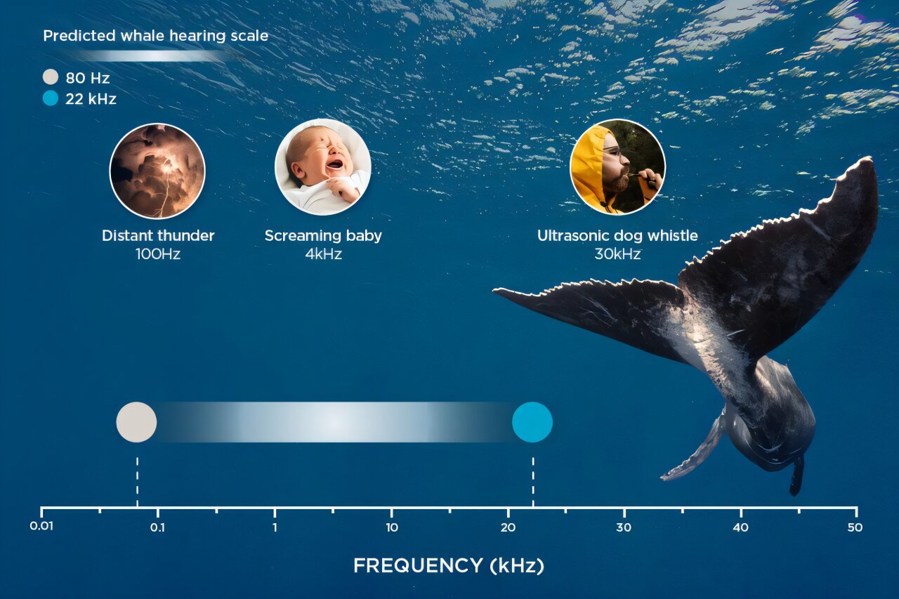 Hearing tests uncover unexpected humpback sensitivity to high-frequency ...