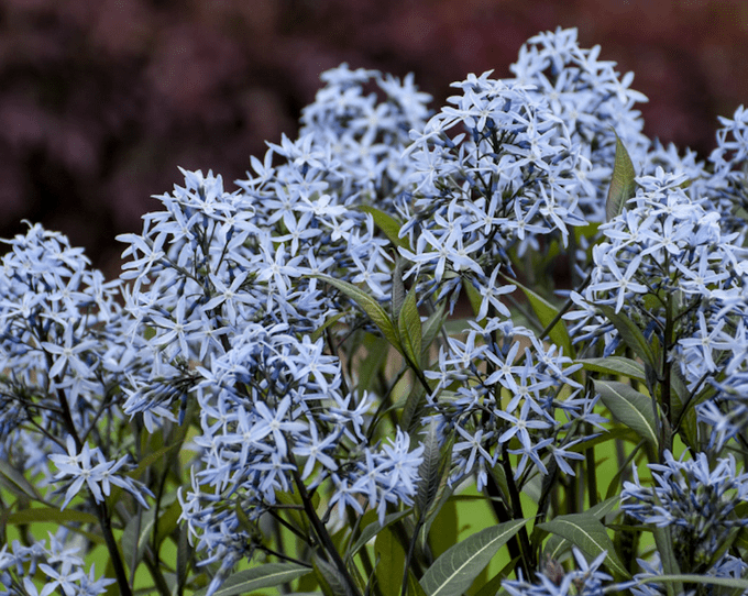 Top 10 tall perennial flowers for the back of the border