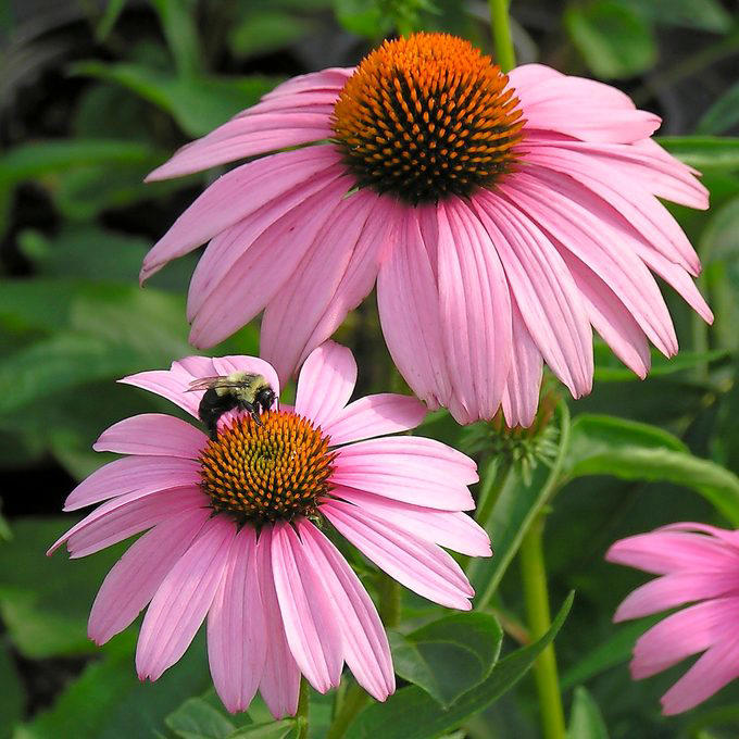 Top 10 tall perennial flowers for the back of the border