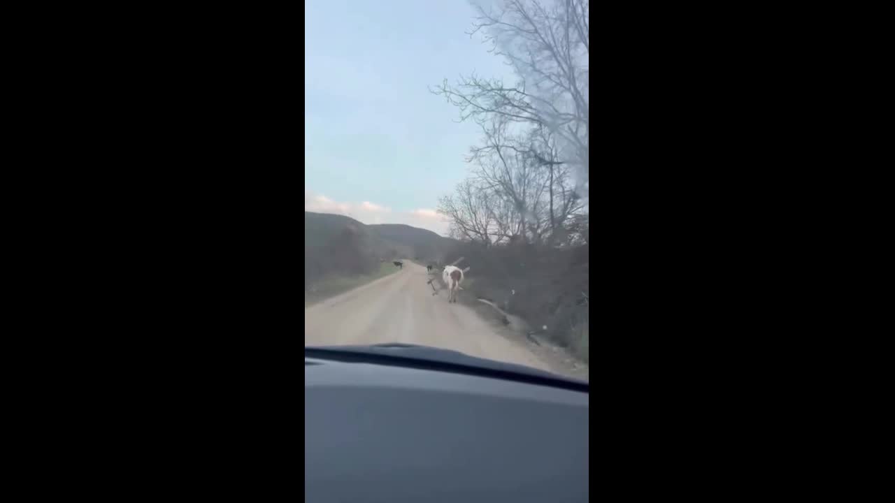 Cow walks roadside with ladder stuck on head in Makhachkala, Russia