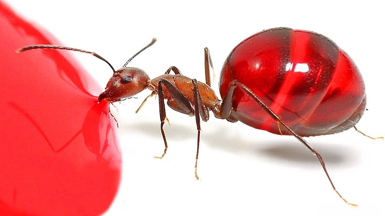 The craziest insect videos on the internet!