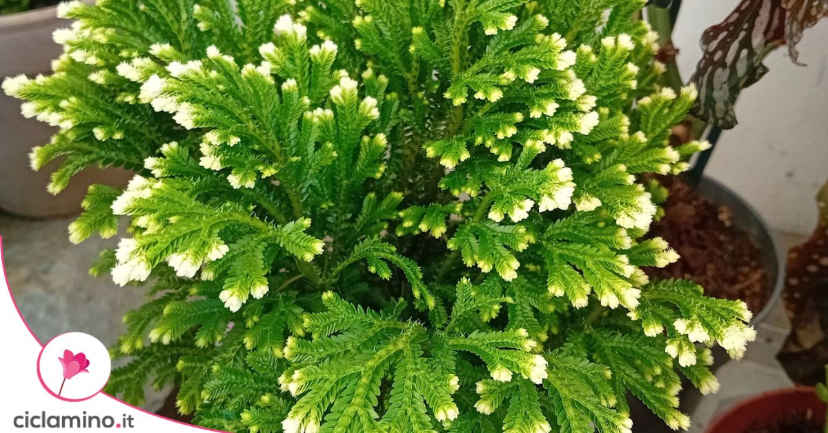 La Selaginella martensii va scelta se cerchi una sempreverde dalle ...