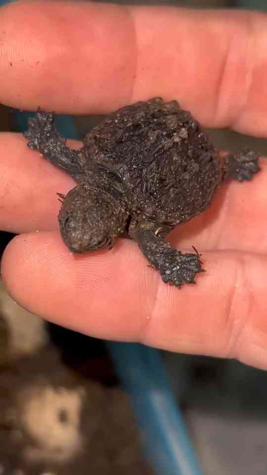 My baby snapping turtles are escaping!