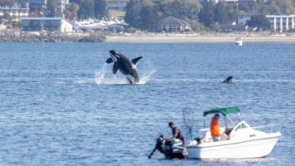 Seattle files to dismiss orca protection appeal, raising concerns about ...