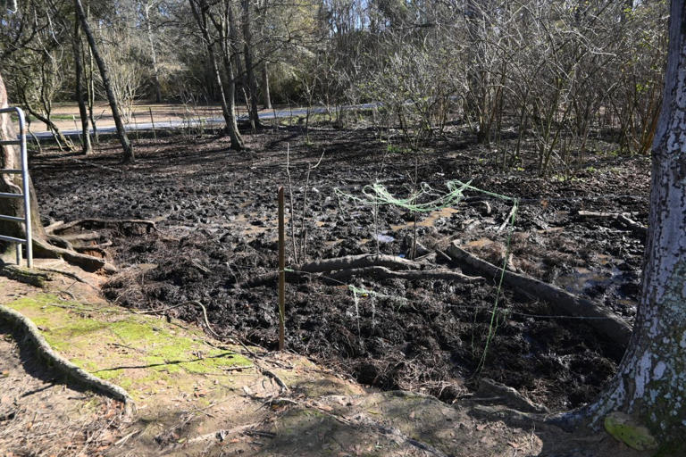 Pike County deputies save four horses from poor conditions