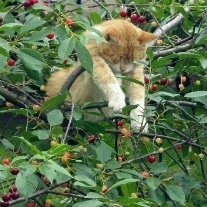 48 magical photos that prove cats are truly a blessing, as shared on ...