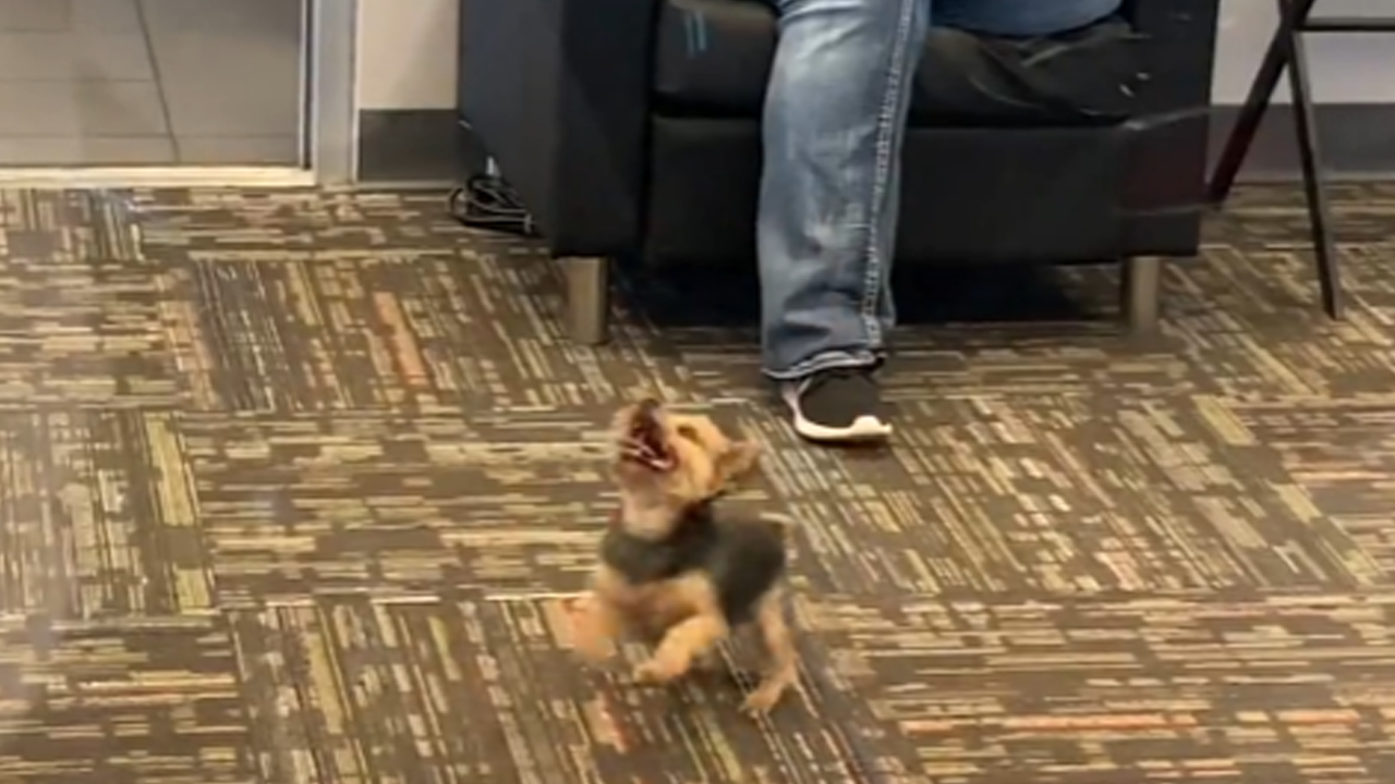 Dog enjoys playtime with balloon