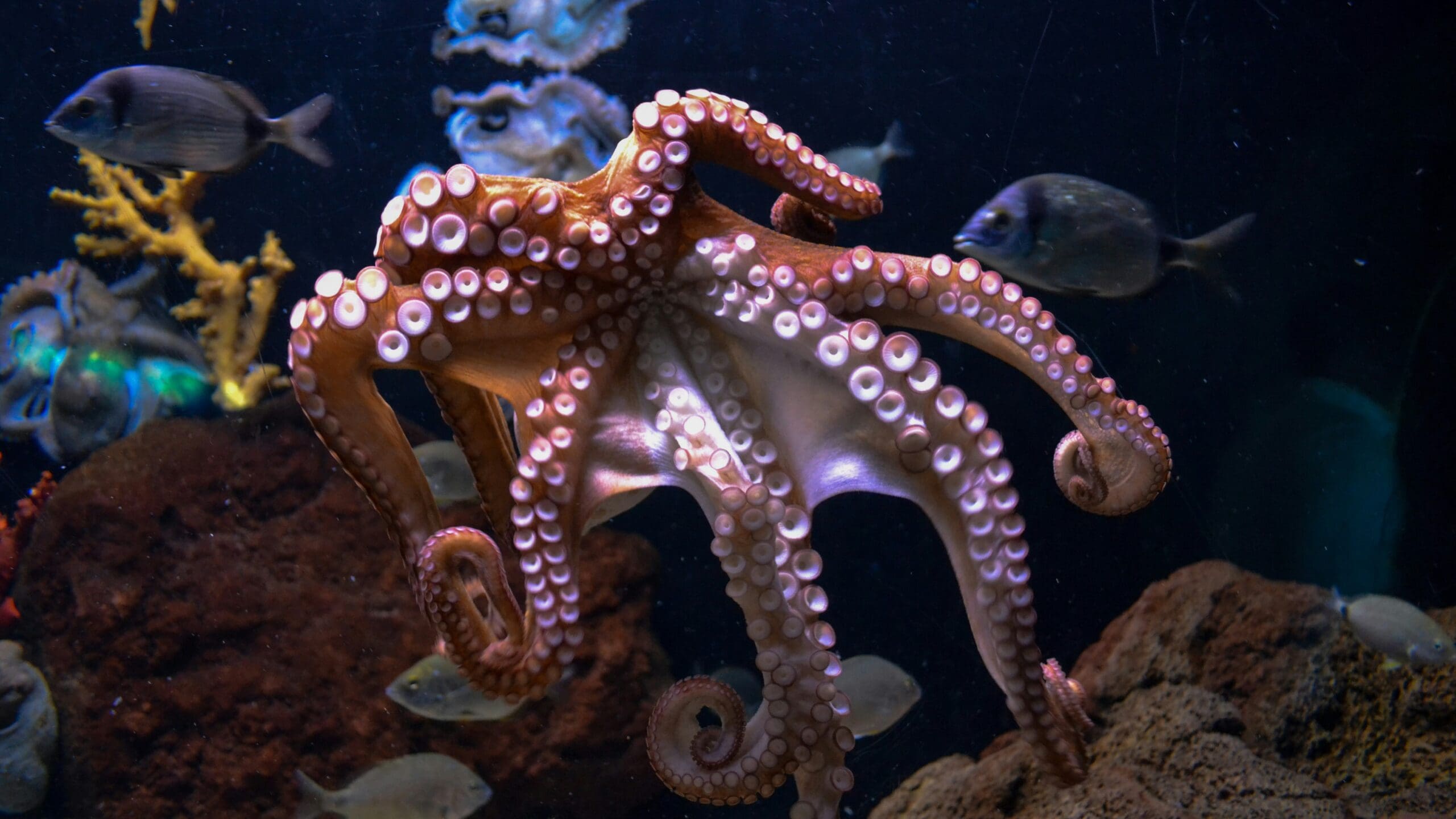 Octopus boom off southwest UK in 2025 stuns scientists, new report ...
