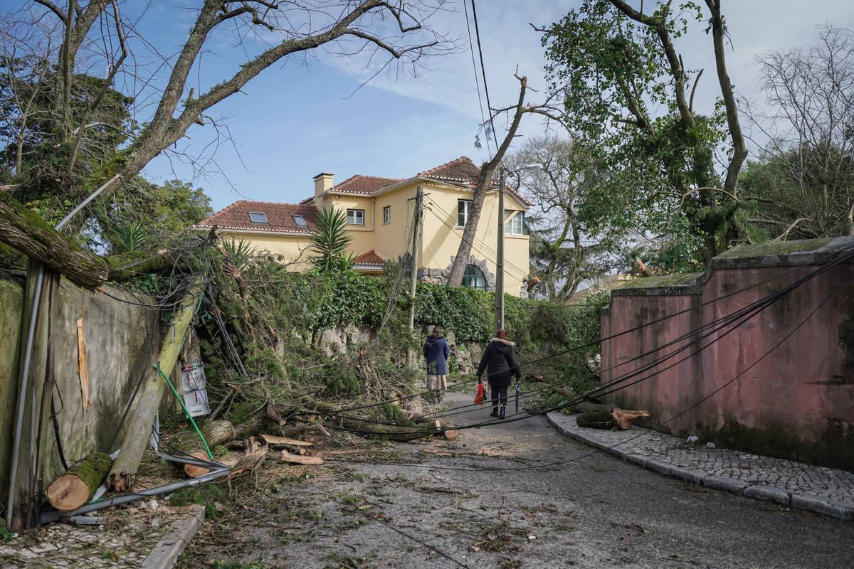 Centro histórico de Sintra com 25 árvores arrancadas, várias ...