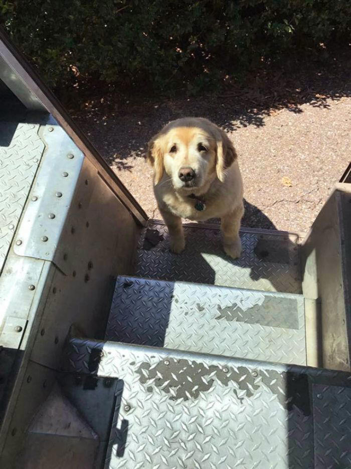 50 times UPS drivers captured the cutest dogs they met on the job (best ...