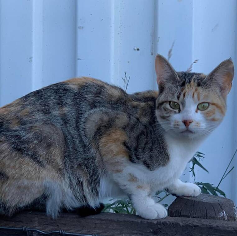 Feral cat meets a lonely pig and the friendship changes both their lives