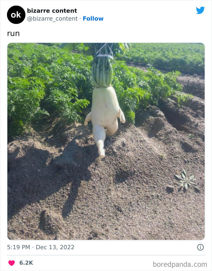 43 unexplainable posts from the “Bizarre Content” Twitter page that are ...