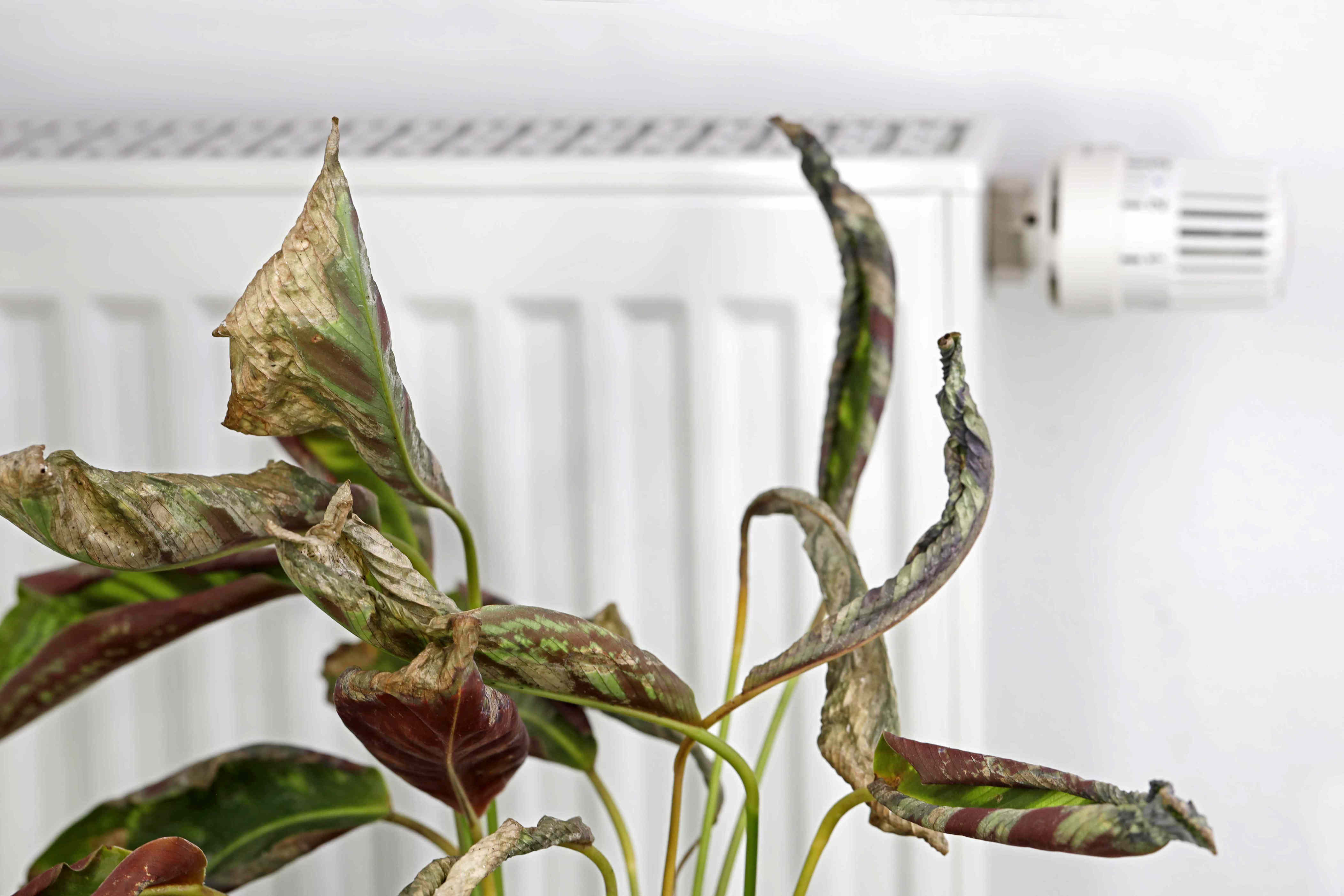We asked plant experts why houseplants always struggle in winter—7 ...