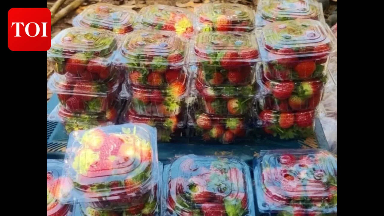 Dhenkanal farmers export strawberries to London: A new milestone for ...
