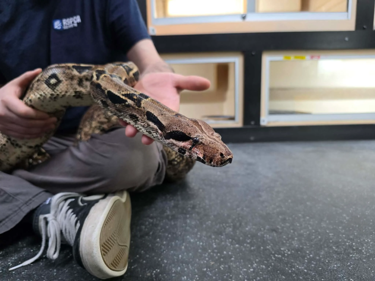 Shelter’s longest staying boa constrictor still looking for home