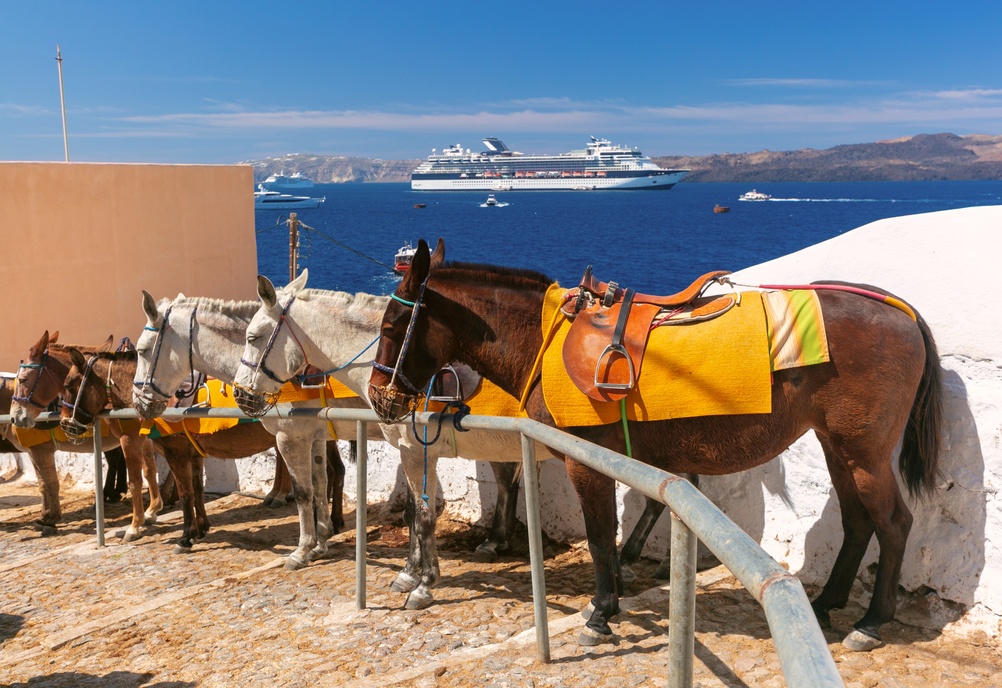 Working animal charity calls out treatment of donkeys in reality TV show