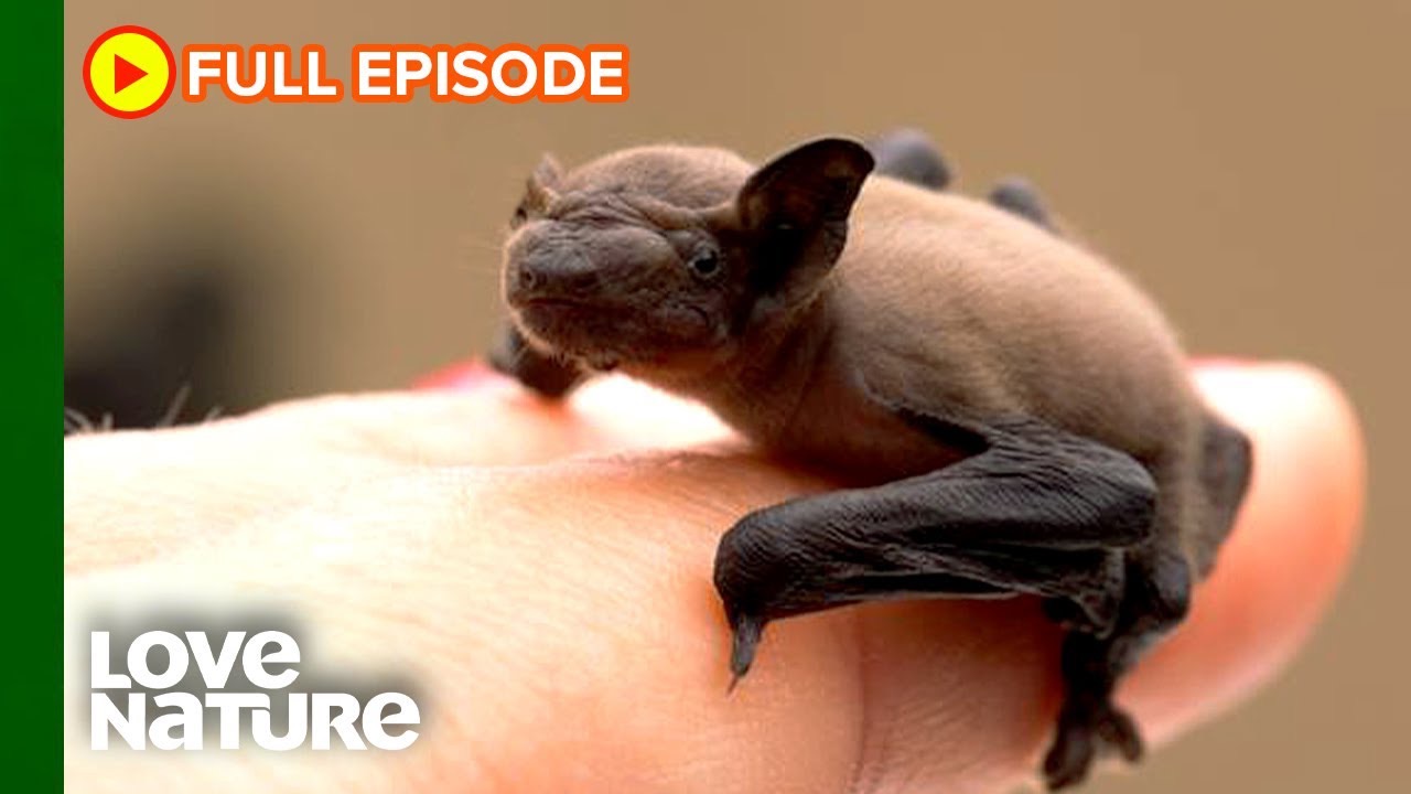 One-eared bat struggles to fly | City Wildlife Rescue Ep107
