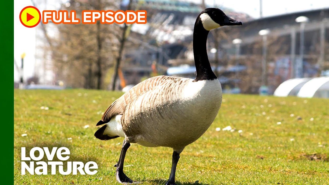Rescued goose gets therapy | City Wildlife Rescue Ep108