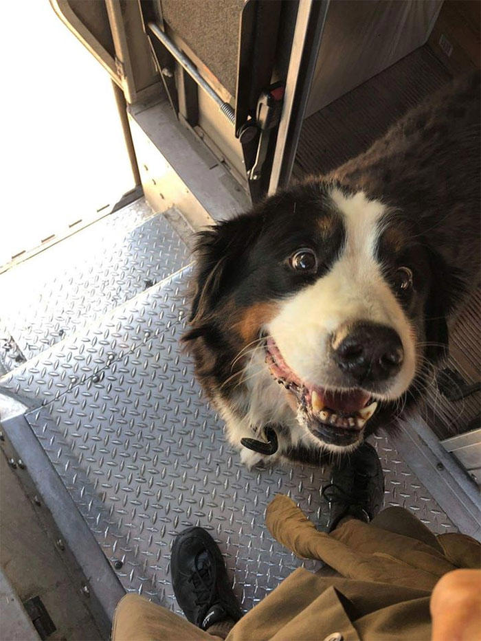 50 times UPS drivers captured the cutest dogs they met on the job (best ...