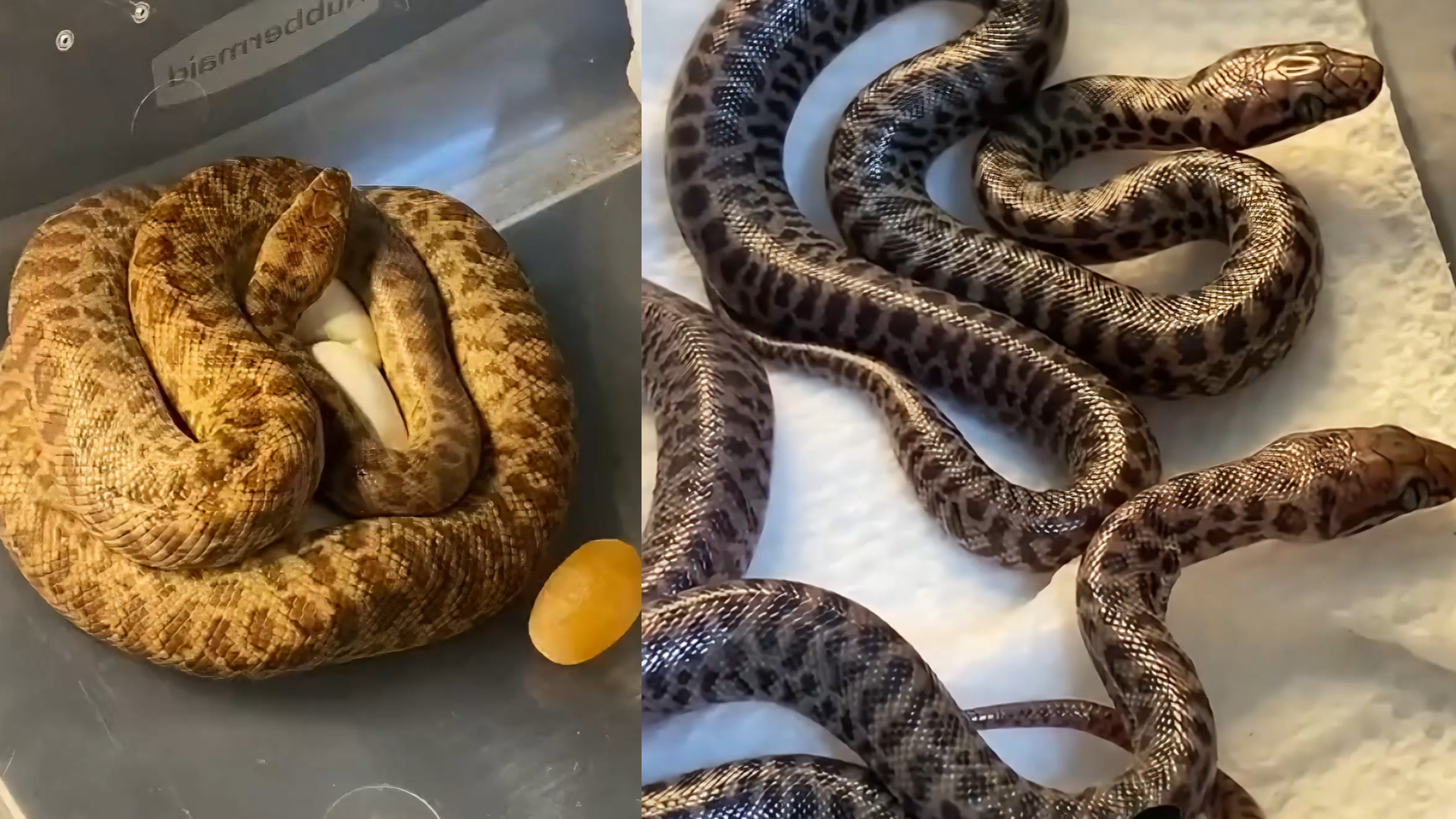 This children's python just laid eggs!