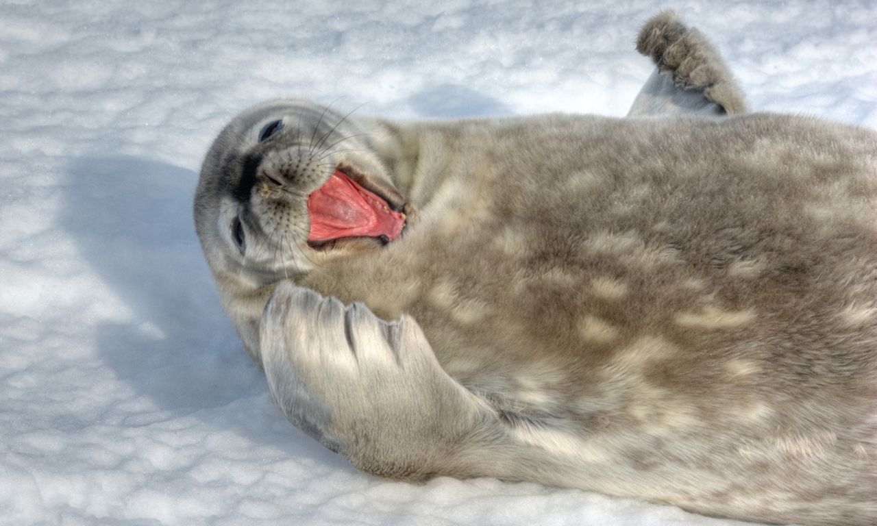 Antarctica is home to animals so strange they barely seem real, yet all ...