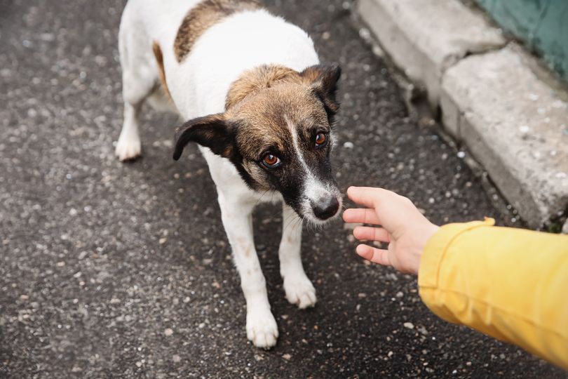 Terrified dog dumped in stranger's garden with heartbreaking note from ...