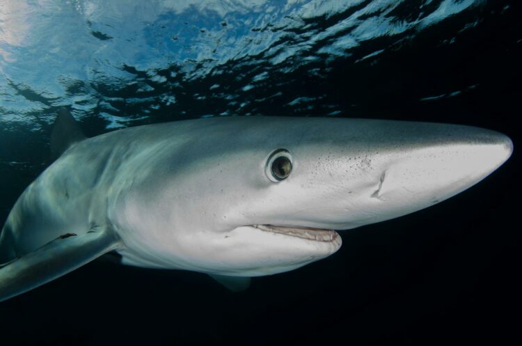 15 amazing facts about sharks