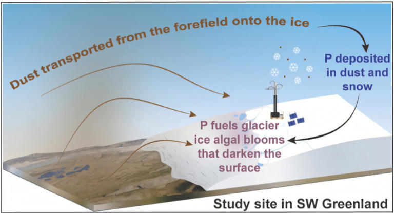 Mineral dust accelerates Greenland ice sheet melt by promoting algae growth