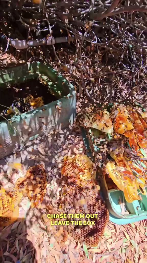 Massive hidden beehive found inside backyard irrigation box
