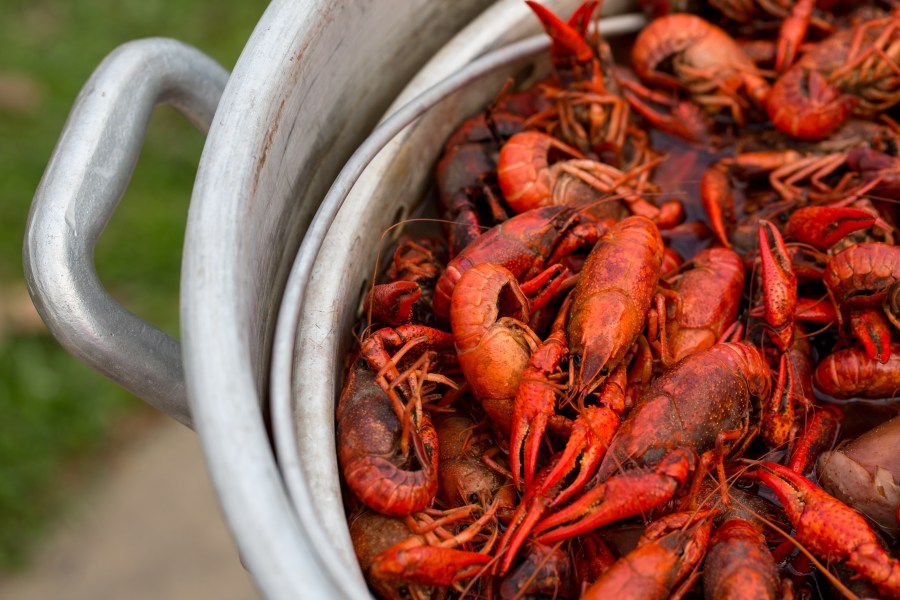 Crawfish season slows down due to freezing temperatures