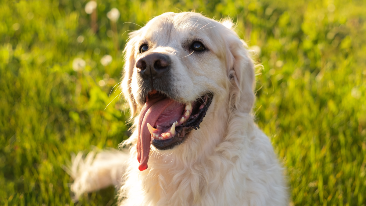 Watch this golden retriever's hilarious 'boing' reaction to the 'sit ...