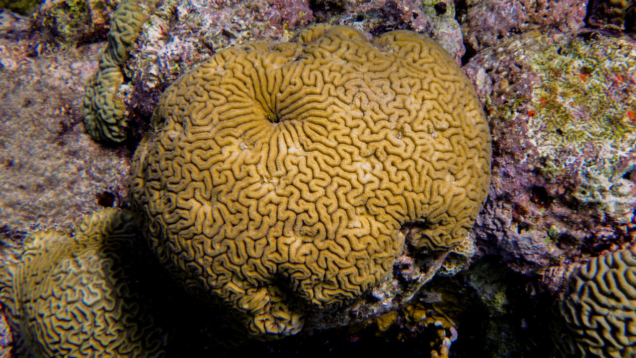 Corals sleep like us, but their symbionts never rest