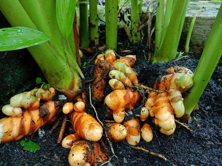 Grow your own ginger and turmeric with these simple steps