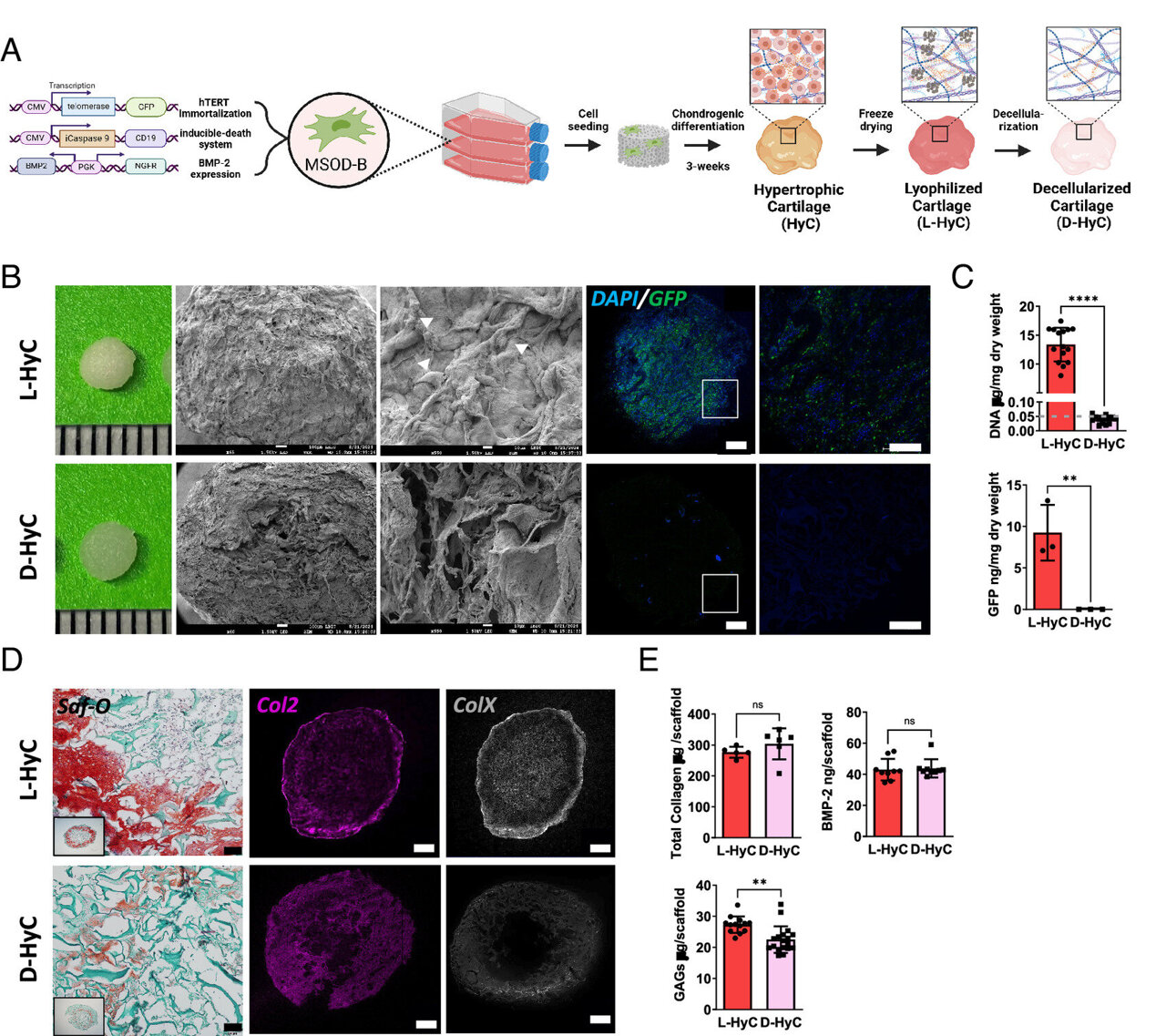 Universal tissue engineering approach could transform future of bone ...