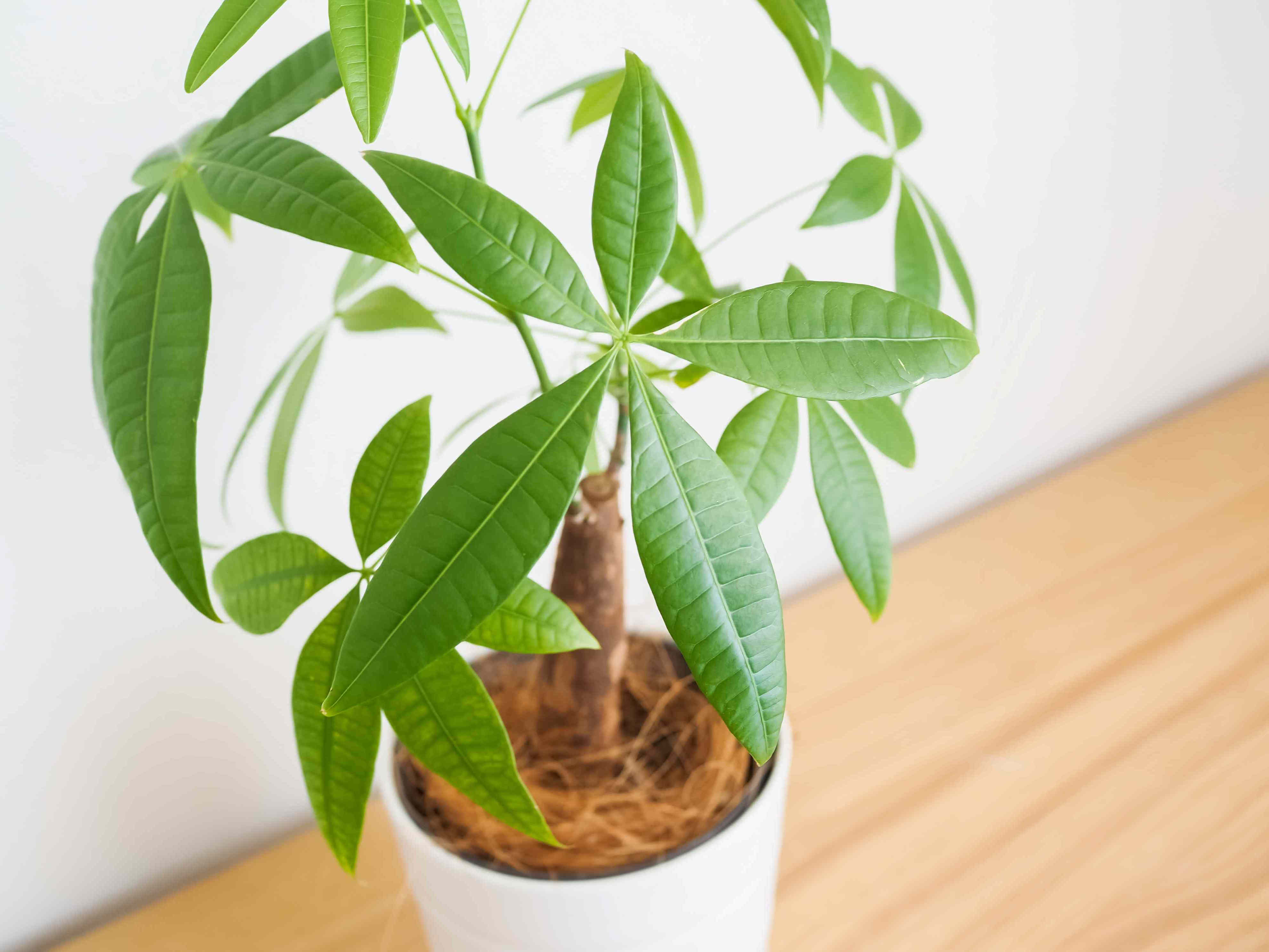 How to repot a money tree the right way in 5 easy steps
