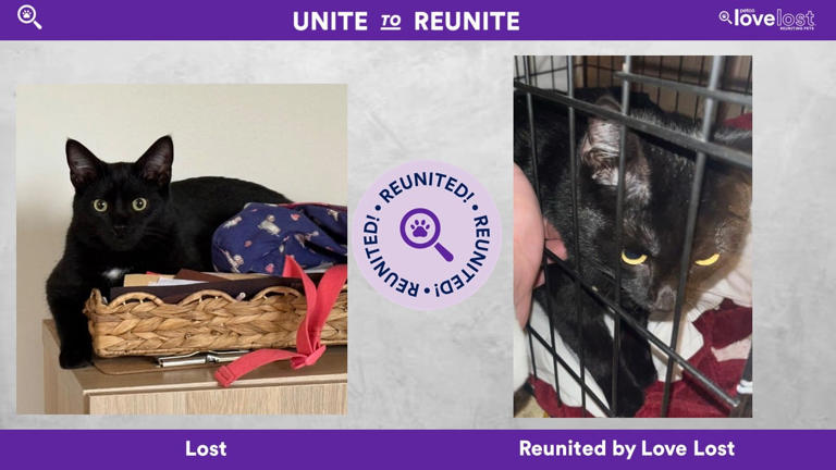 New AI technology helps reunite lost pets with owners faster