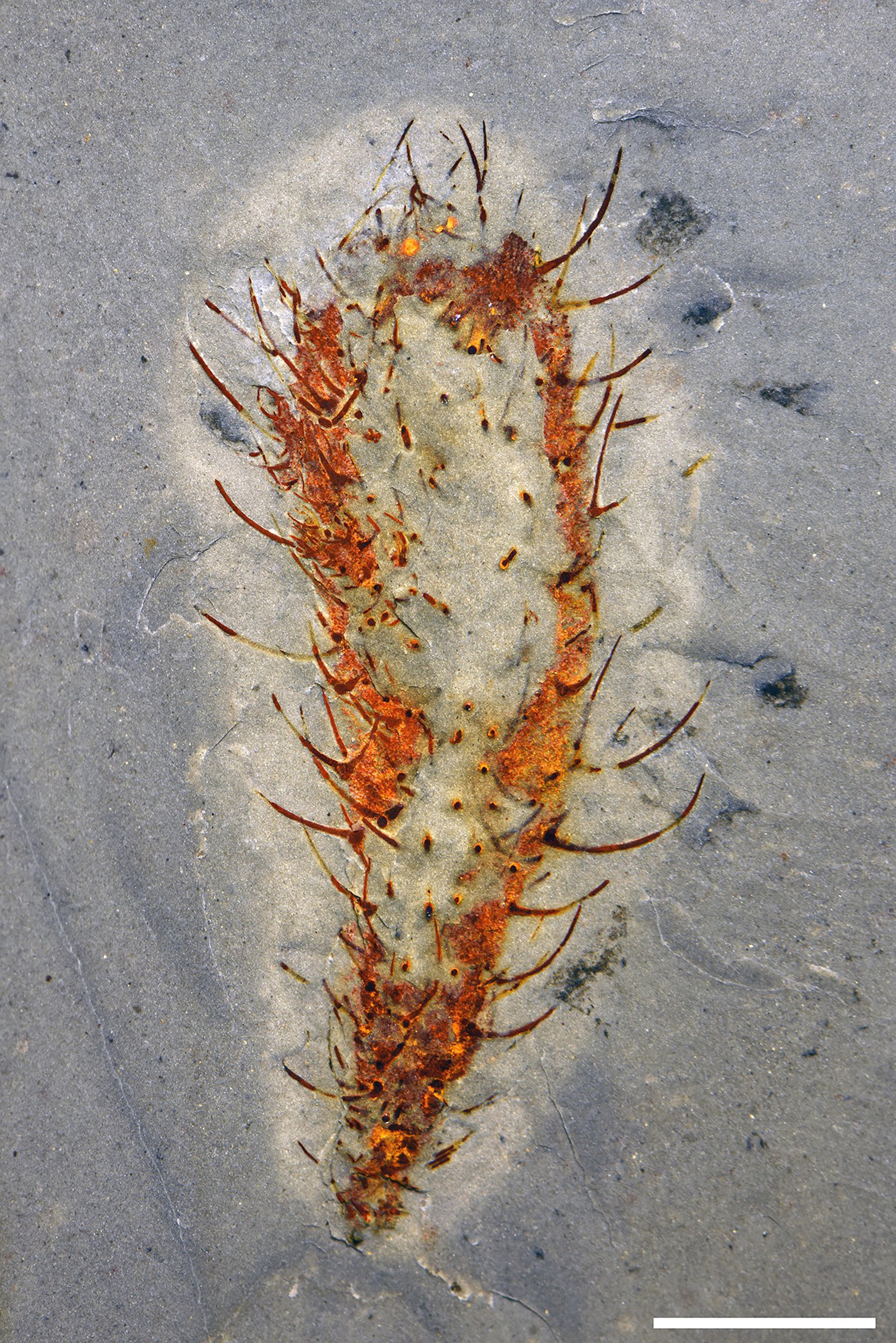 « Une fenêtre sur ce qui a pu se passer » : des espèces animales ...