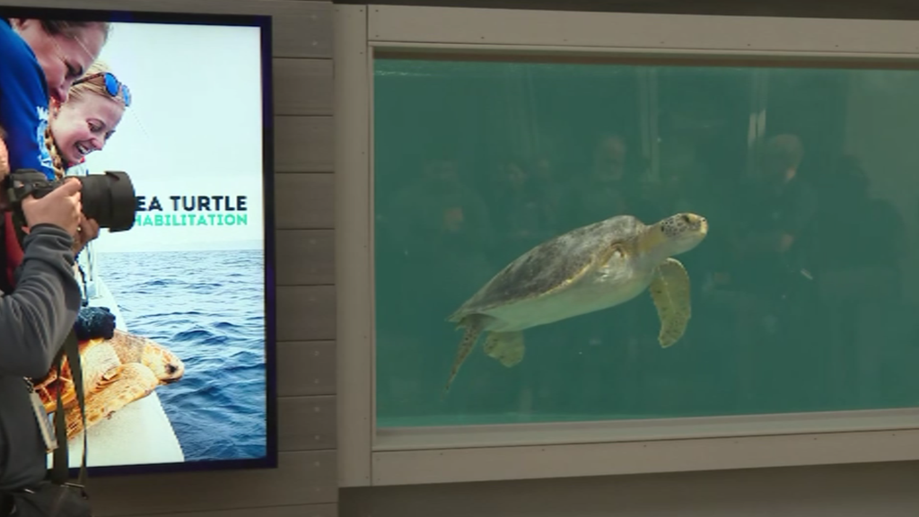 Rescued sea turtle with 3 flippers recovers at Long Beach aquarium