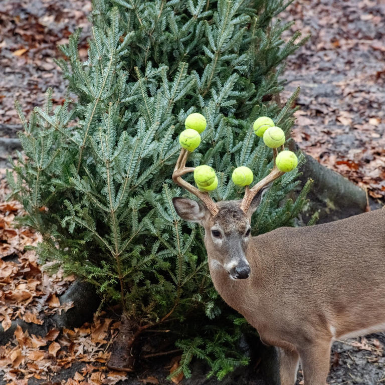 Tennis balls on buck’s antlers? Yes, when they’re in a rut