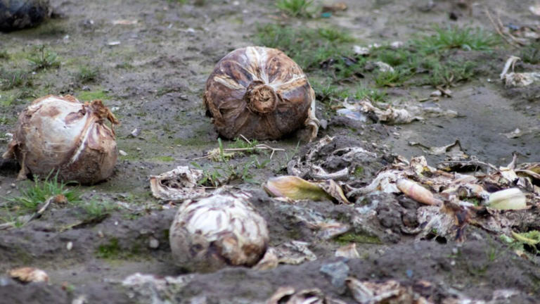 Sudden crisis pushes vegetable prices to double, experts issue warning