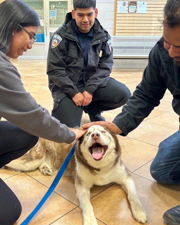 Family cries tears of joy after reuniting with missing dog after 5 ...