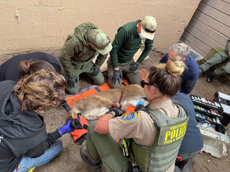 Video shows San Francisco mountain lion bounding into the wild after ...