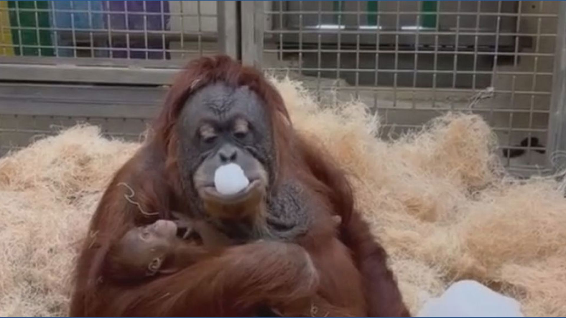 Snow and treats for orangutans at the Memphis Zoo