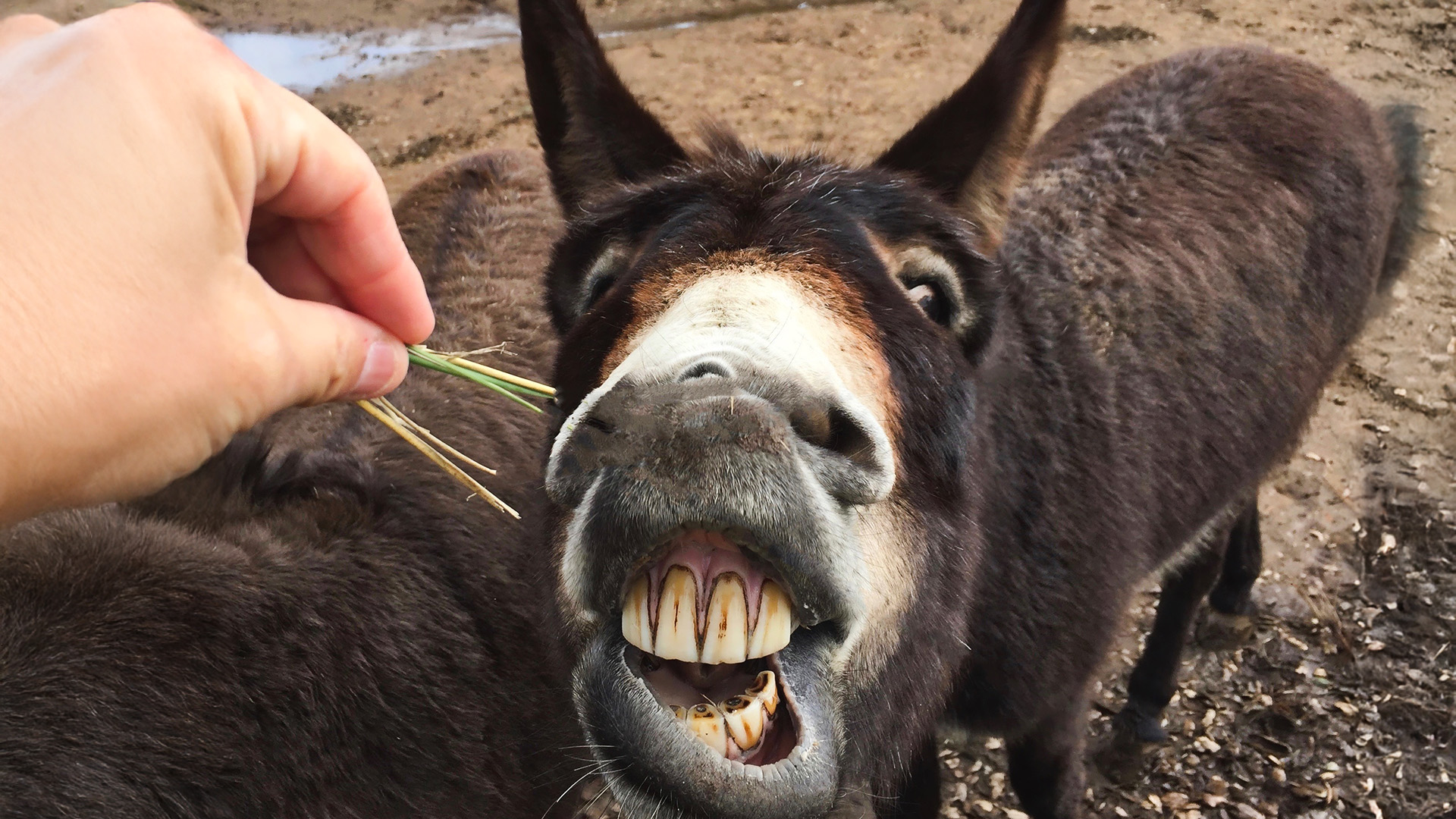 Donkeys are geniuses | Animal Empires 106