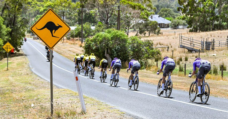 Kangaroos hop onto Australian race course, causing chaos for bicyclists