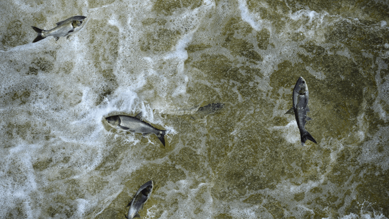 Biologists pull 100,000 pounds of invasive fish species out of Kansas River